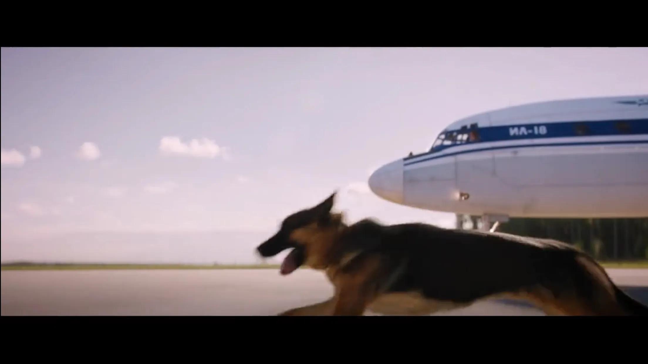 "Palma the Loyal Dog": Abandoned and still waiting at the airport, how ...