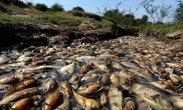 How terrible is hippopotamus feces?With an average daily defecation of ...