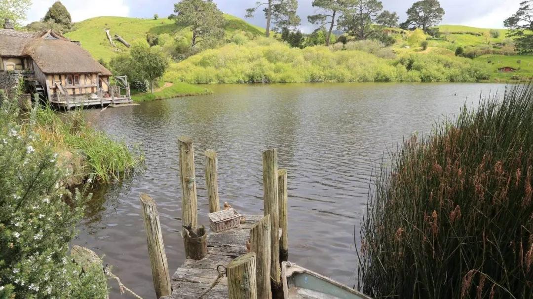 Who can believe this: In New Zealand, a seal swam into the tourist ...