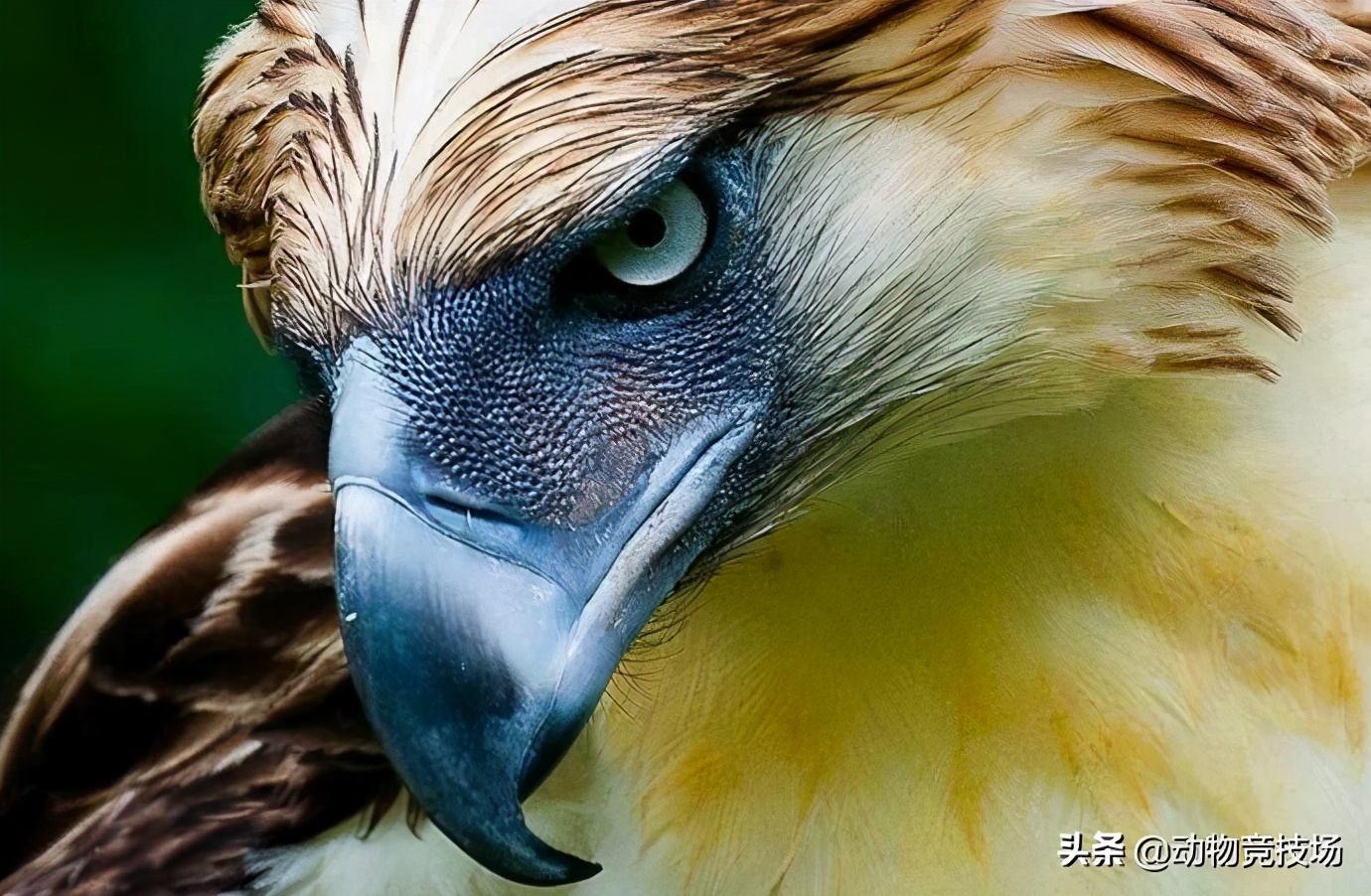 Monkey's nemesis? The ape eagle with a mood switch is one of the most ...