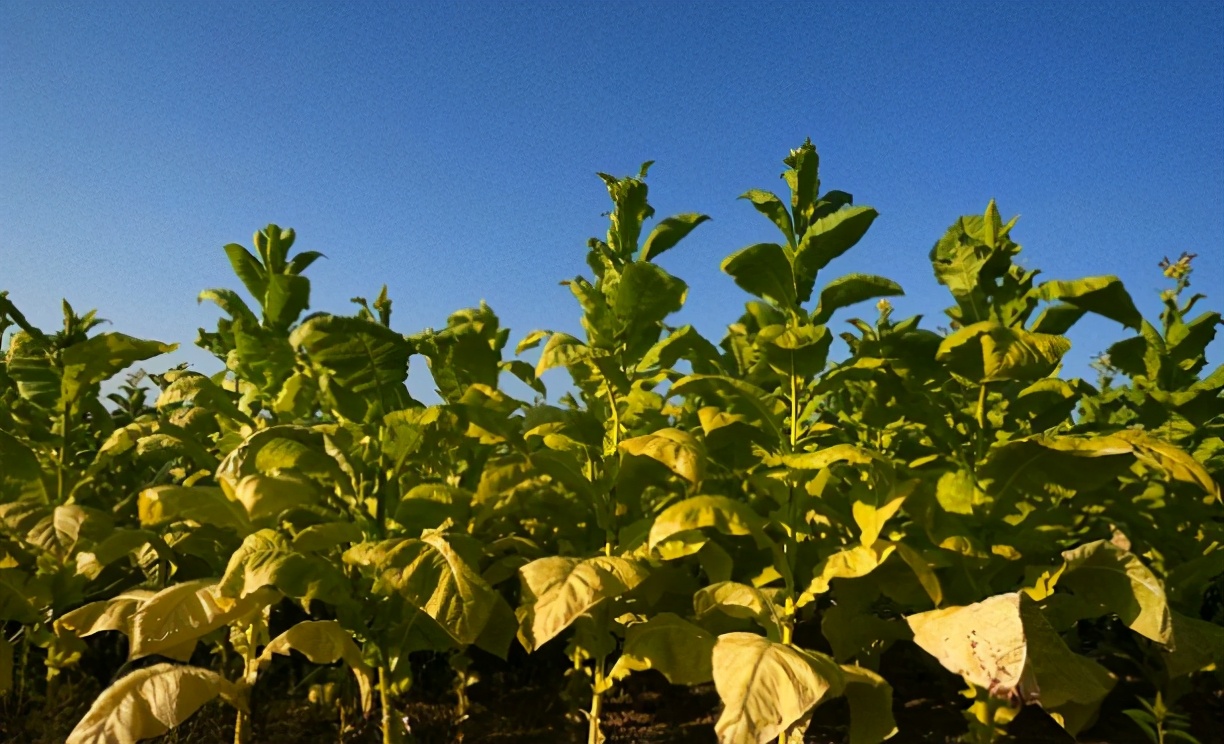 To prove that smoking is harmless, scientists let dogs smoke 100 ...