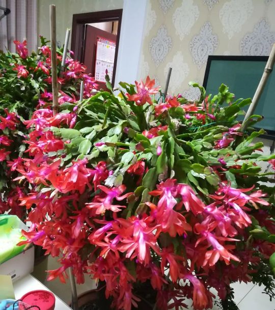 My neighbor, Grandpa Li, used a bunch of garbage to grow flowers, and ...