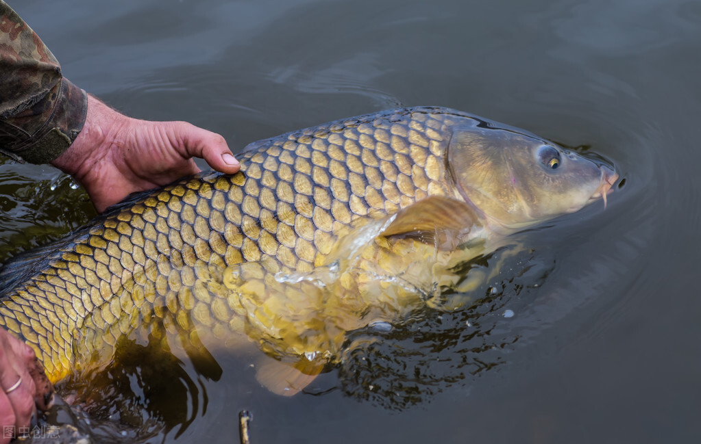 German mirror carp invaded the Yellow River and hybridized with ...