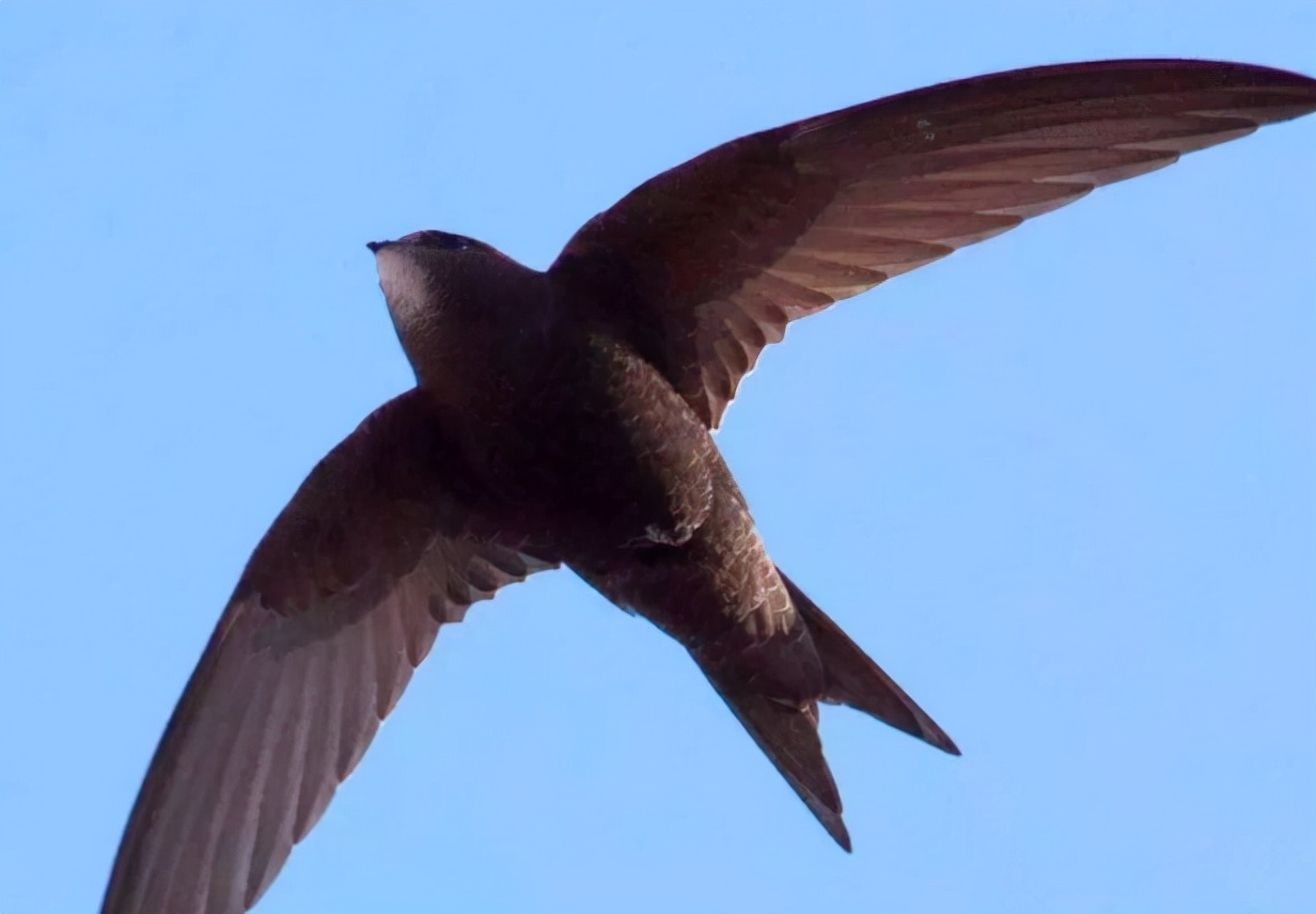The legendary "footless birds" have a speed of 110 kilometers per hour ...