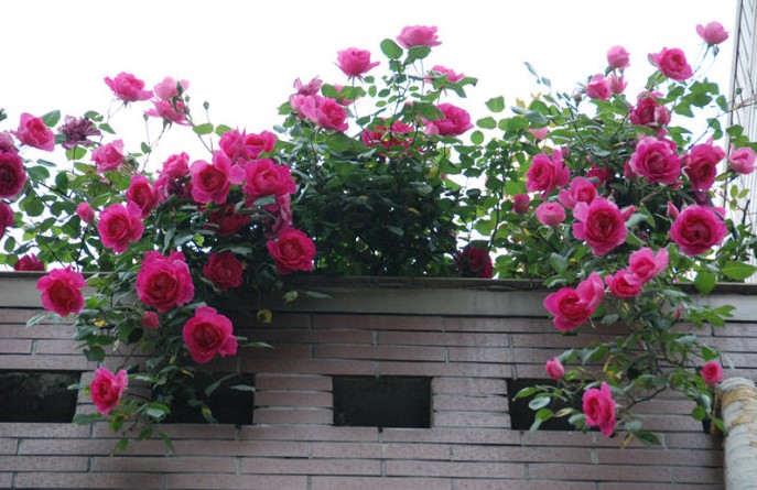 Introduction of 50 classic vine rose varieties (with beautiful pictures ...