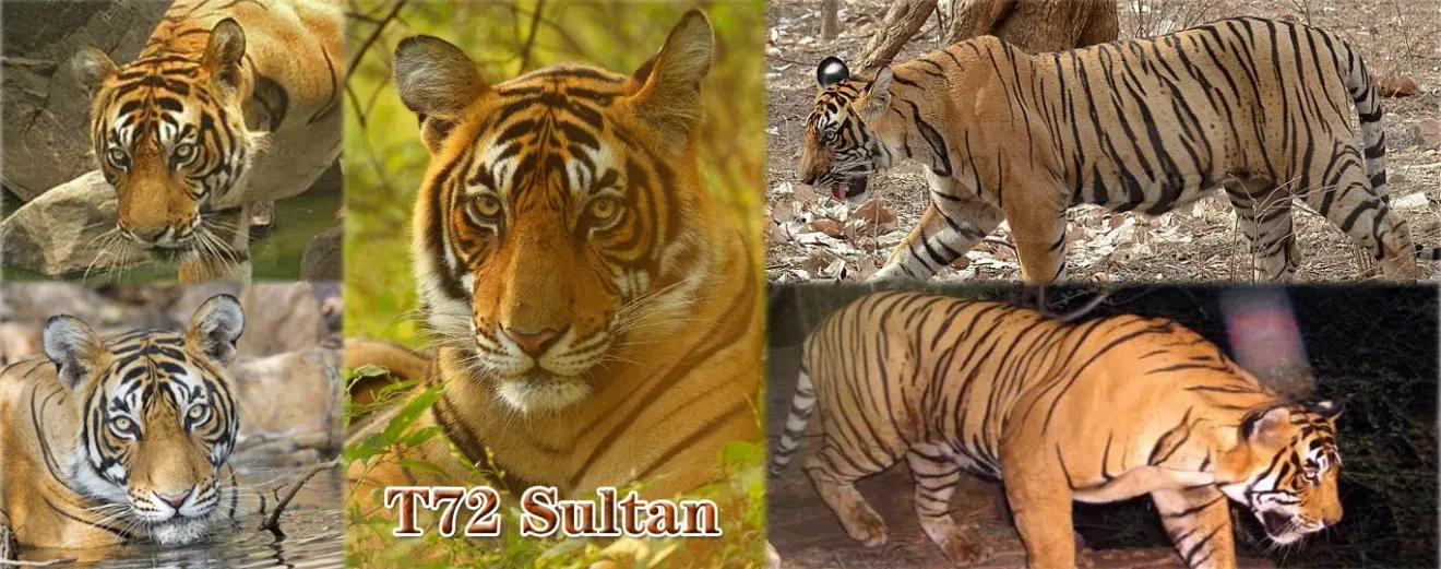 The son of the legendary tiger king: The Sudanese tiger drove high and ...