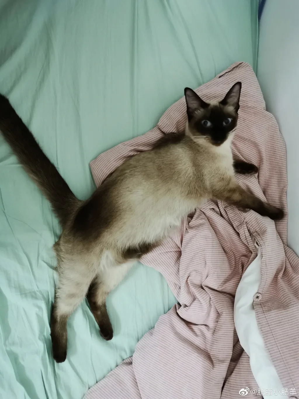 The Siamese cat becomes a "patch cat" in seconds after shaved!The ...