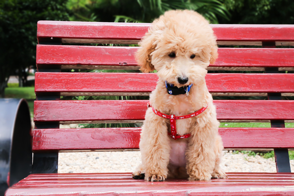 Royal Teddy dogs can do these things, in order to be safe and healthy ...