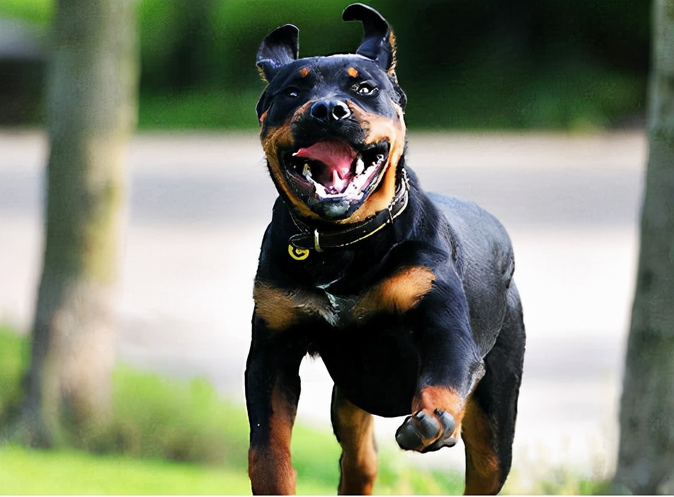 Why is Rottweiler thin? - iNEWS