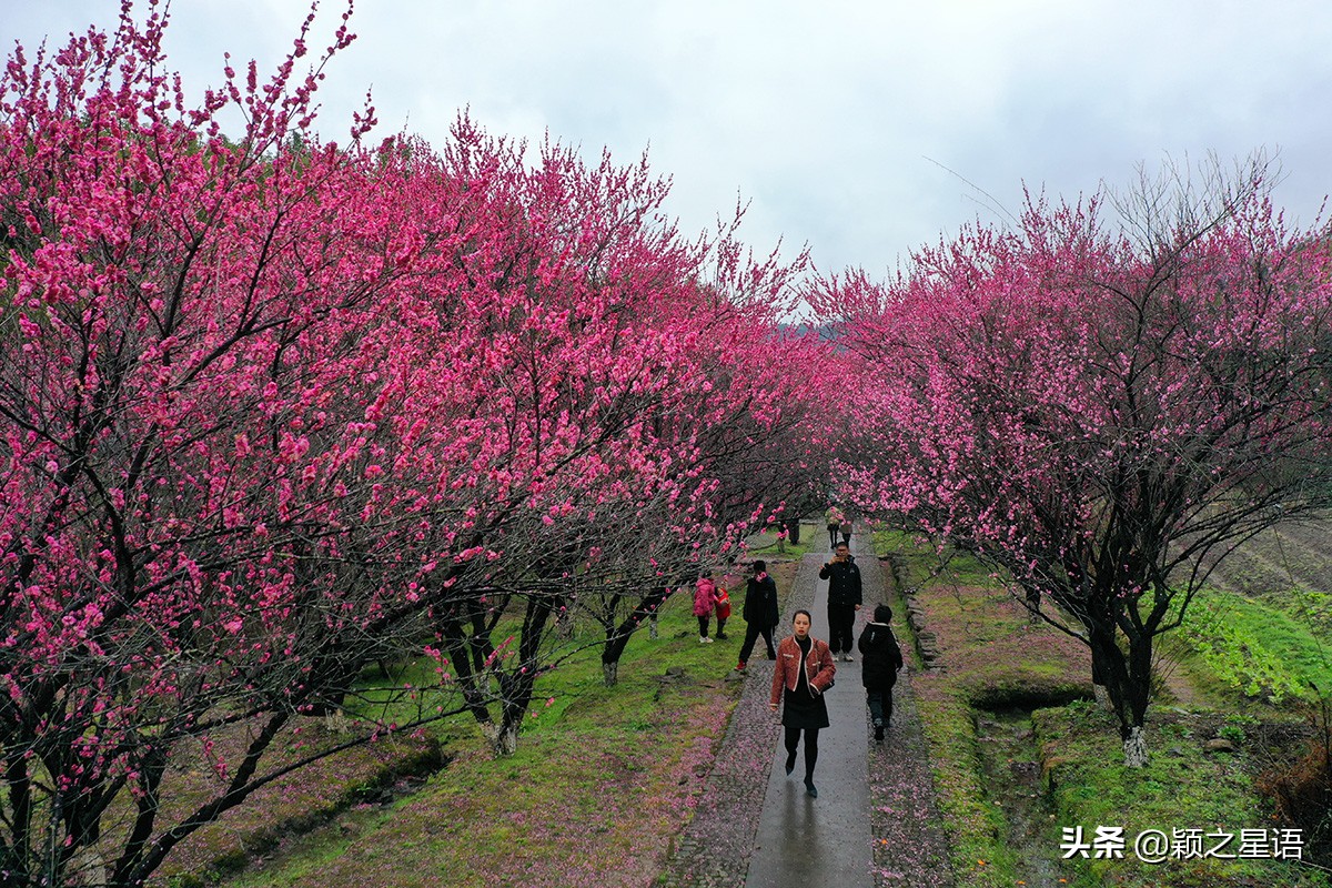 Yuyao Fifteen Ao Plum Garden, originated from Huang Zongxi, has a ...