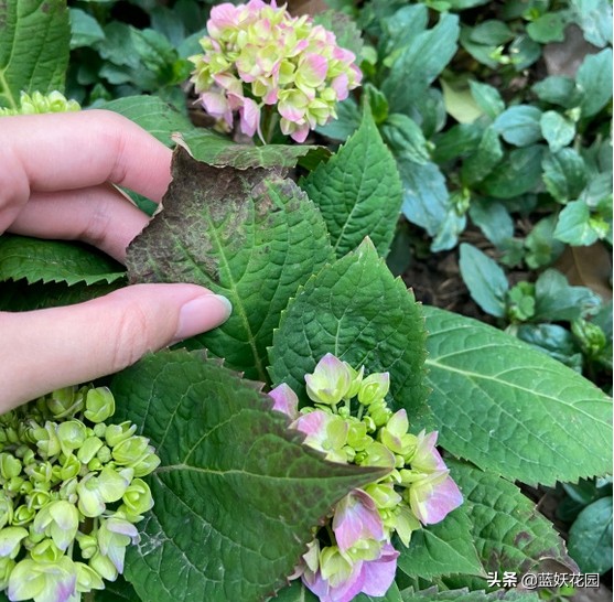 The brown spots on the leaves of hydrangea, is it sunburn or disease ...