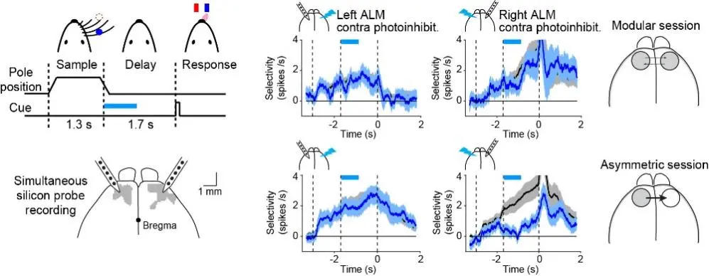 The modularity and robustness of the brain - iNEWS