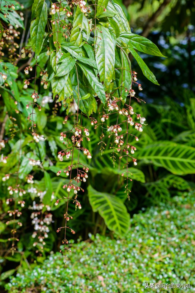 New favorite of winter potted plants: Jasmine weeping - iNEWS