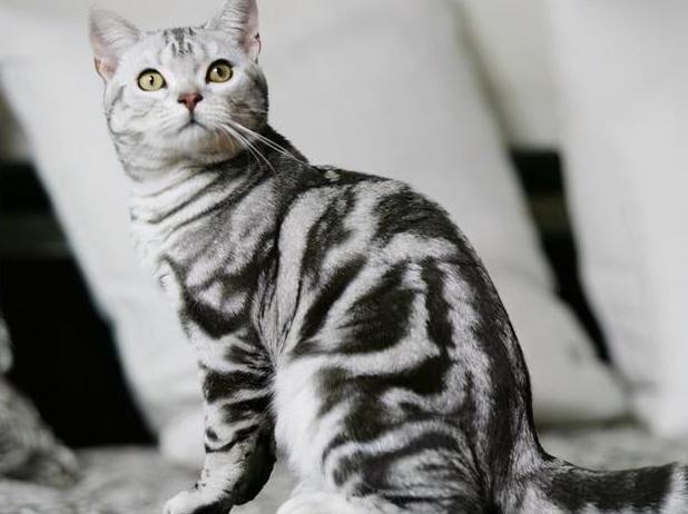 Why are there so few people raising "beautiful short cats"? - iNEWS