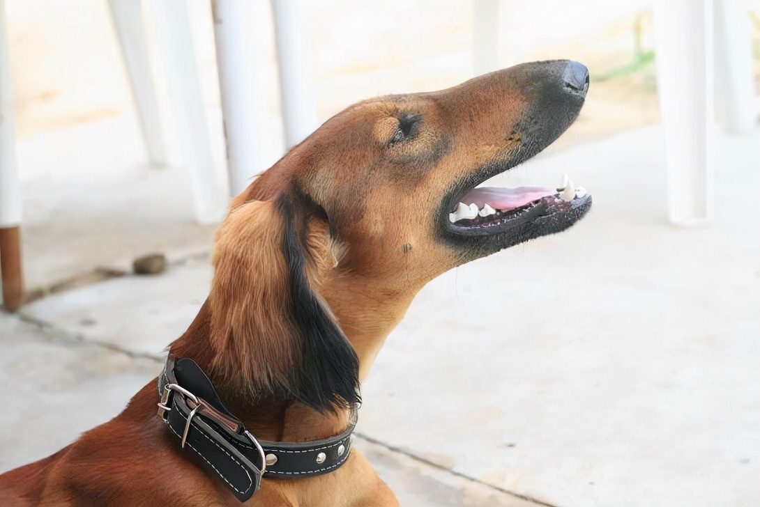 Is Erlangshen's Mount Roaring Dog real?What kind of dog is that dog ...