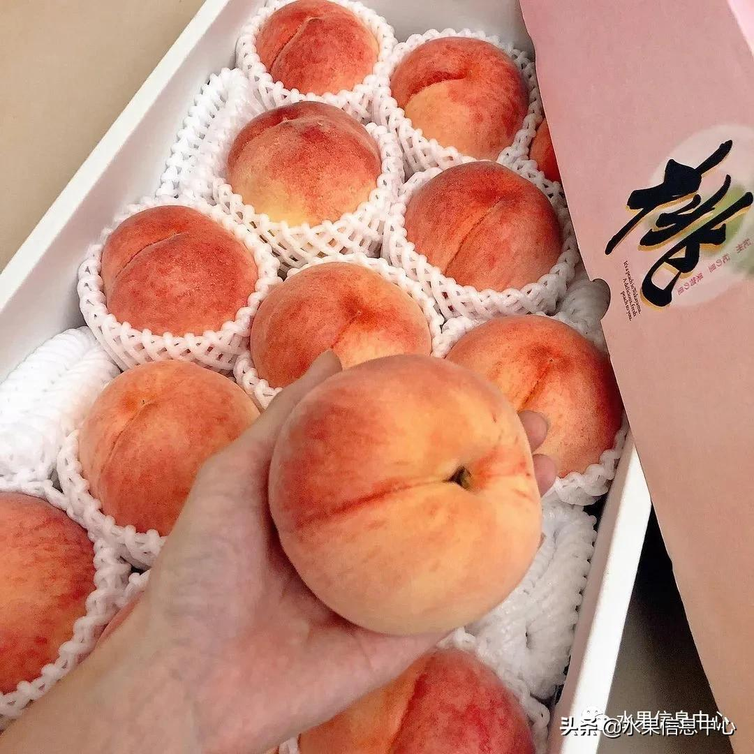China's common peach origin varieties and time to market - iNEWS