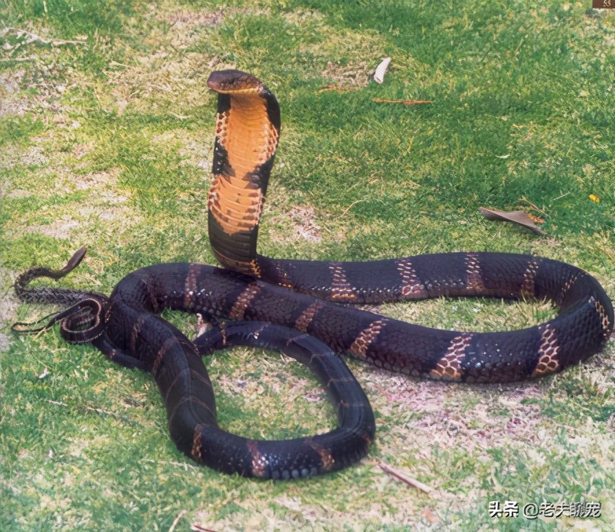 Does the king cobra belong to the genus Naja?Who is in the genus Cobra ...