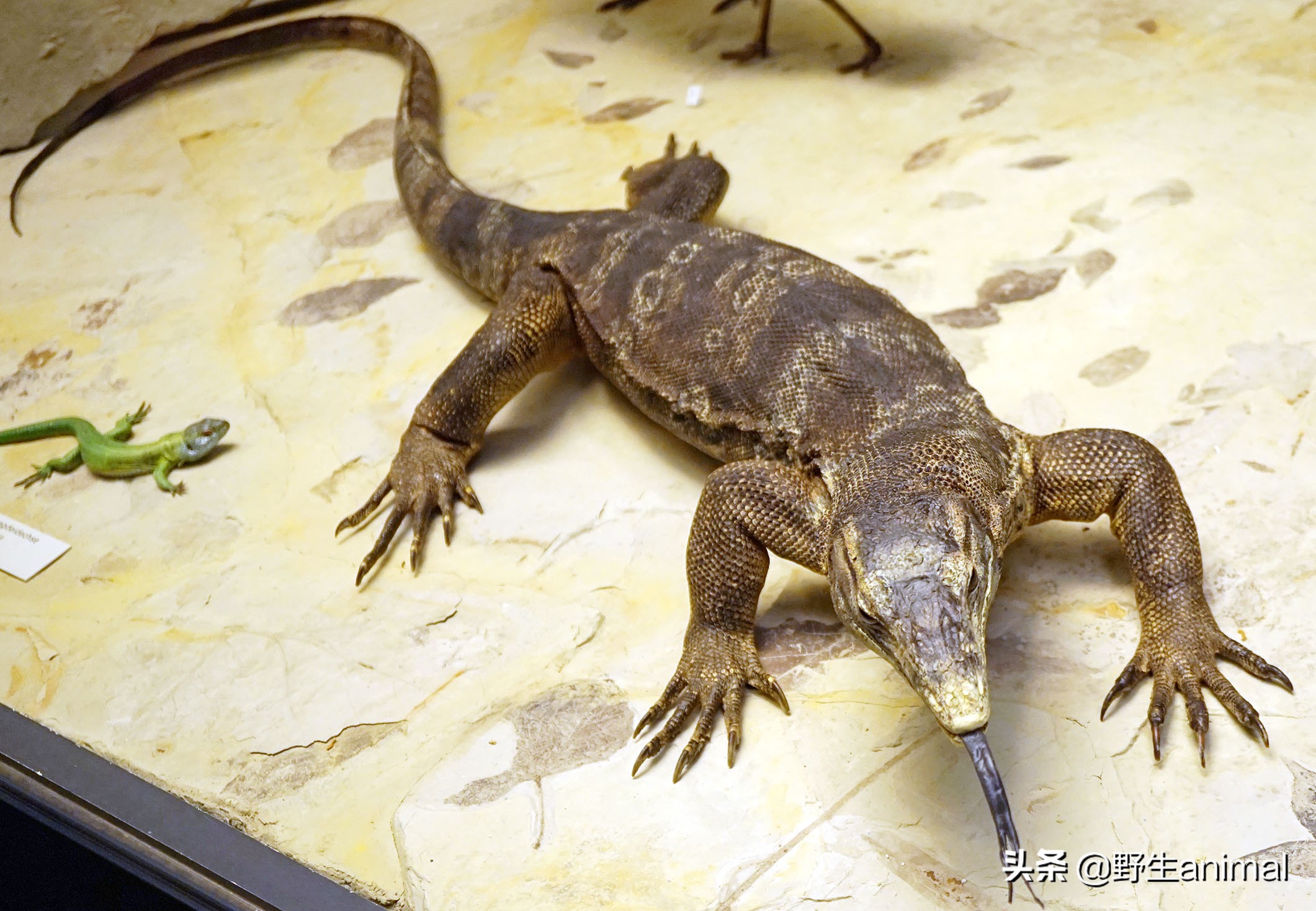 The five-clawed dragon is the symbol of the emperor. What is the Yunnan ...