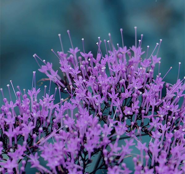 A small note on understanding flowers "Xiwu Hua" - iNEWS