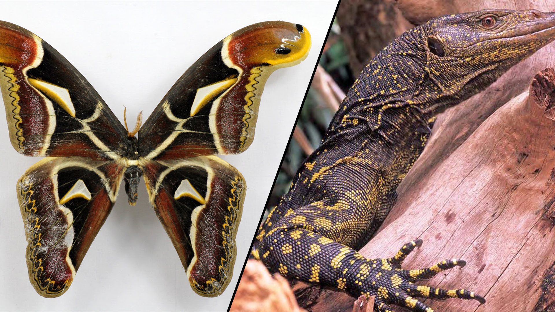 Yunnan not only has monitor lizards, but also giant moths!Why did giant ...