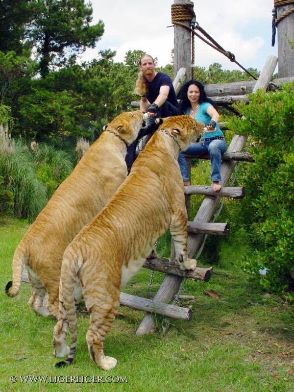 Liger vs tiger lion, who is the most powerful hybrid cat? - iNEWS