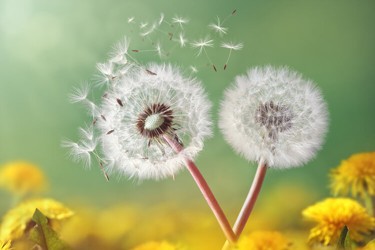 Dandelion kills cancer cells in 48 hours and treats stomach cancer. Is ...