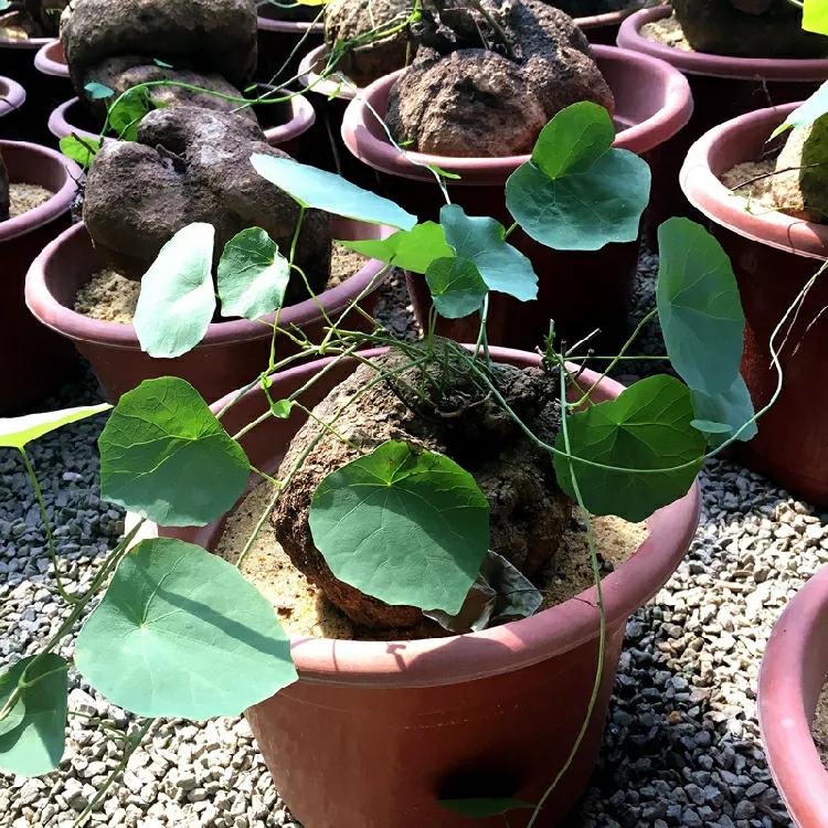 "Longevity flowers" are placed in the living room, which is easy to ...