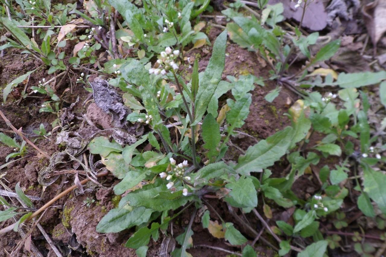 These 5 wild vegetables, known as "natural penicillin", are in season ...