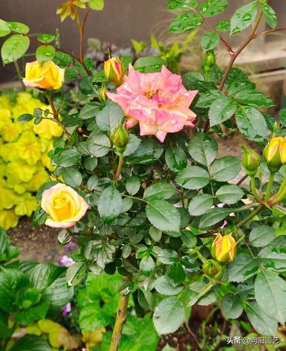 The rose flower attracts aphids, scale insects, prepares rice husk ...