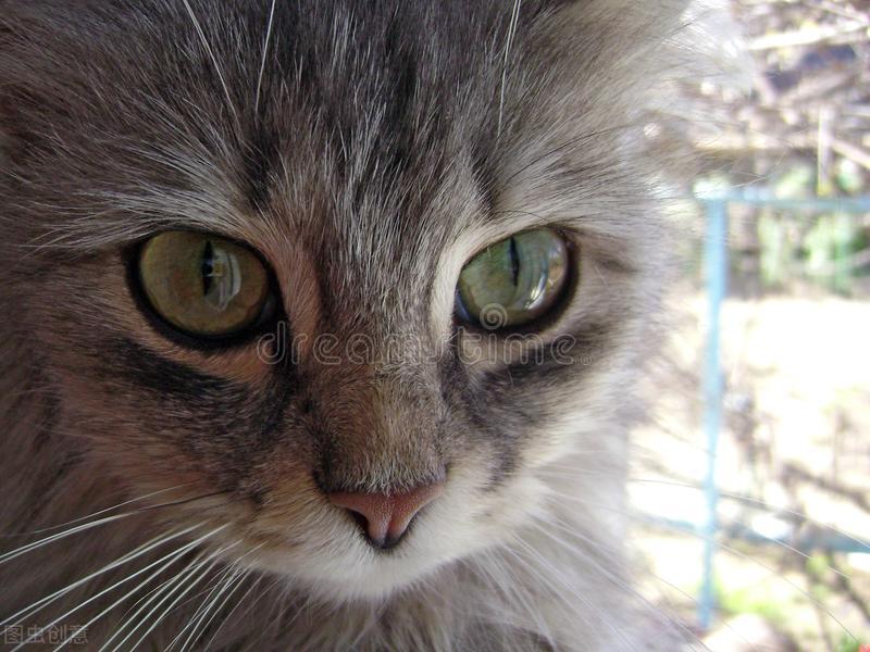 How high is the appearance of the Chinese Garden Cat?It is regarded as ...