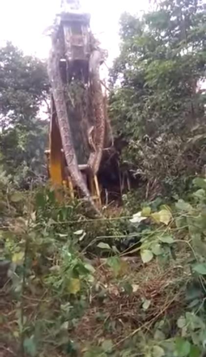 Super python!A rare giant python in India, may be more than 8 meters ...