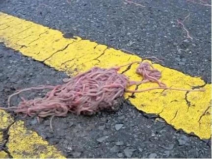 Bizarre!The U.S. "worm tornado" actually confuses scientists - iNEWS