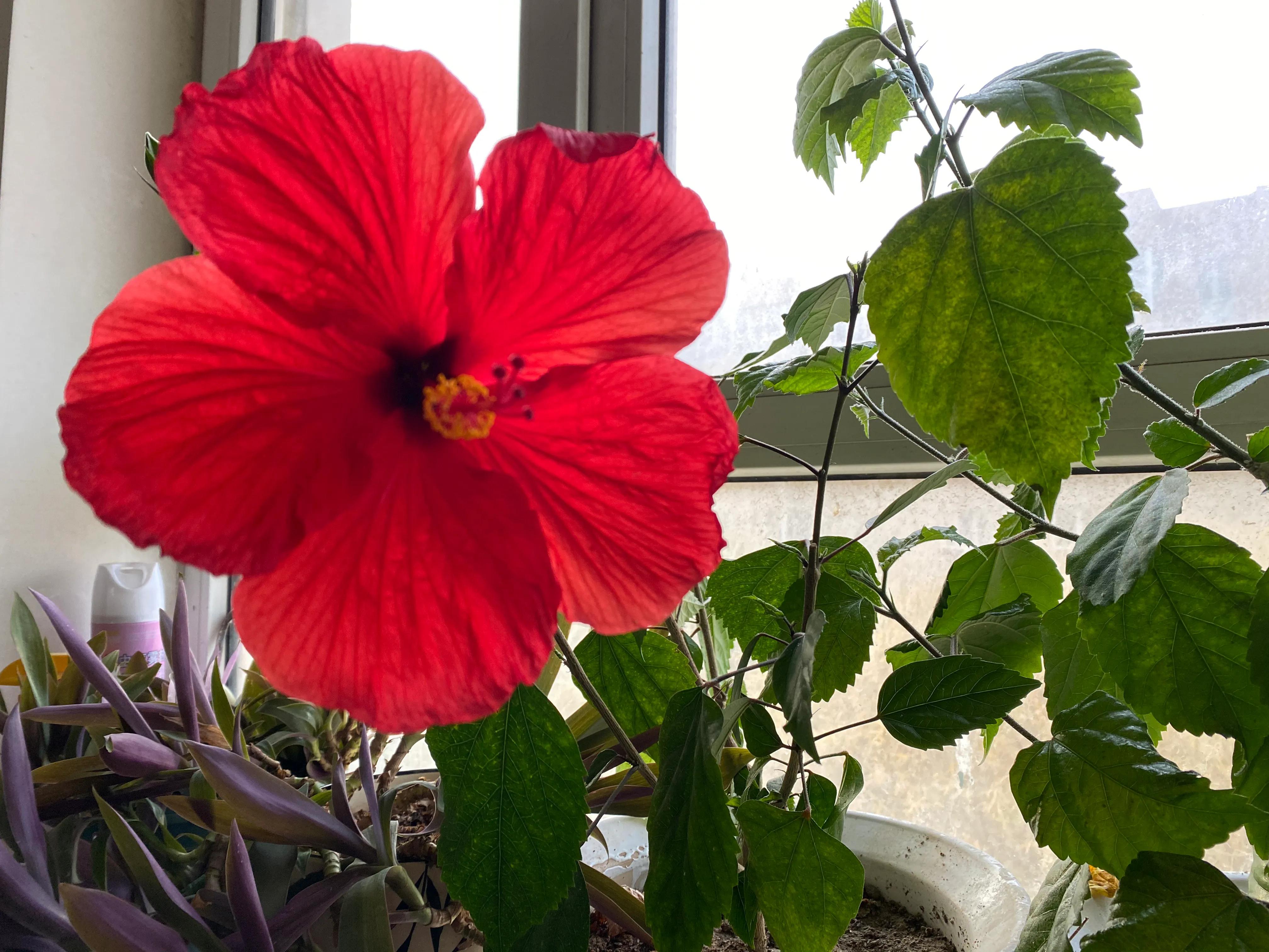 one flower one World - iNEWS