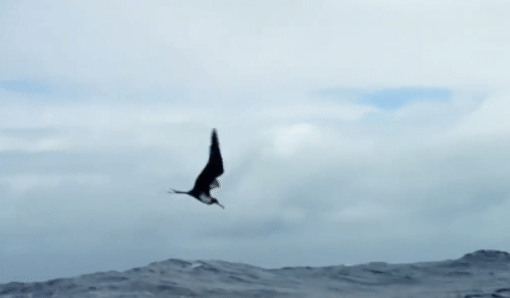 The tragic flying fish: Even if you learn to fly and escape to the sky ...