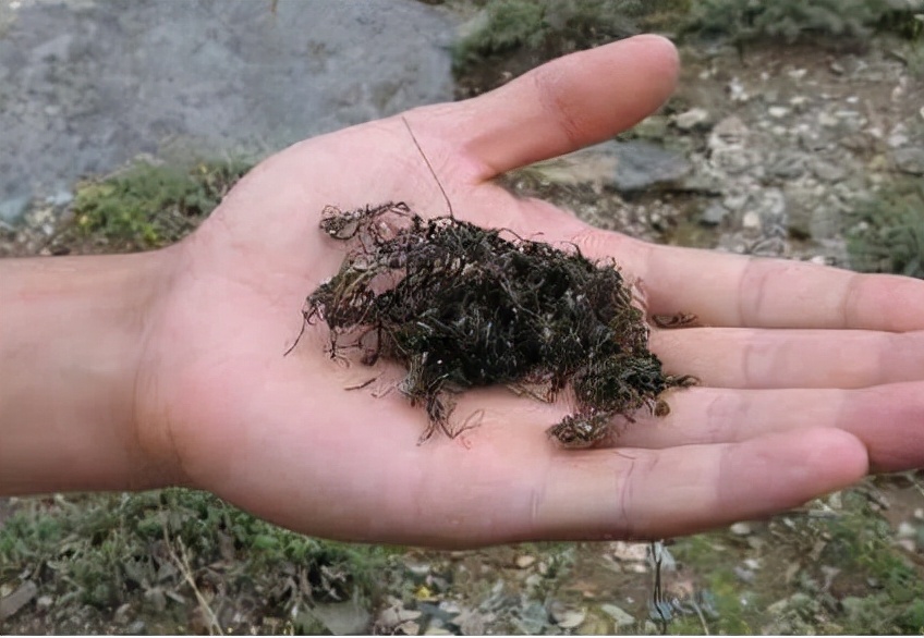 Facai: It is not a plant, and it is not endangered. Why is it listed as ...