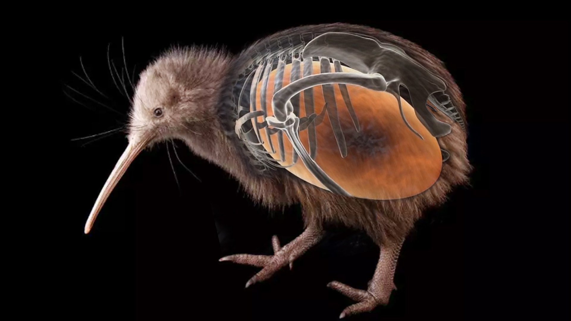 The only wingless bird in the world. The eggs are so big that they can ...