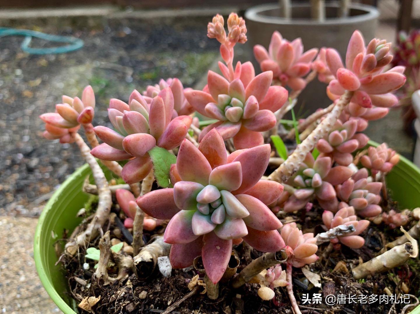 What should I do about the succulent Qiuli?Can I just throw it out in ...