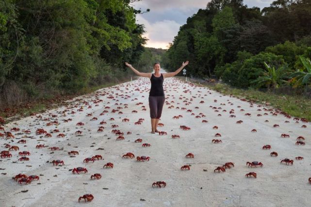 Japanese train millipedes blocked the tracks several times in the past ...