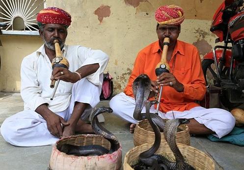 Snakes don't have ears, but Indian snake charmers can use flutes to ...
