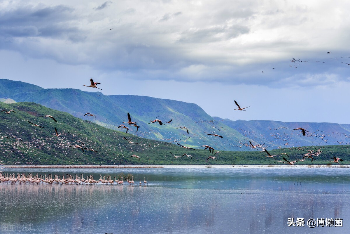 Eat insects all day long, it is inevitable to be killed by insects ...