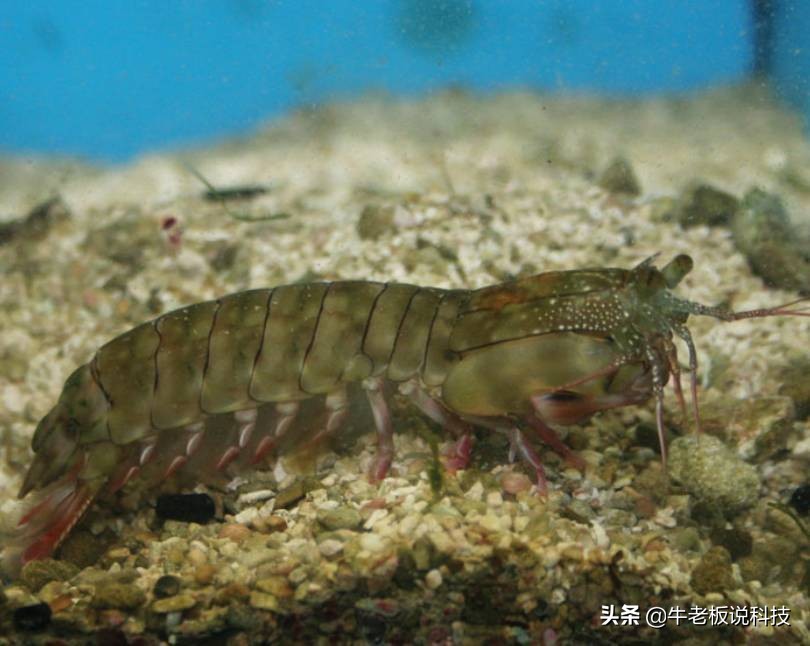 Pippi shrimp, which hasn't evolved for 400 million years, is full of ...