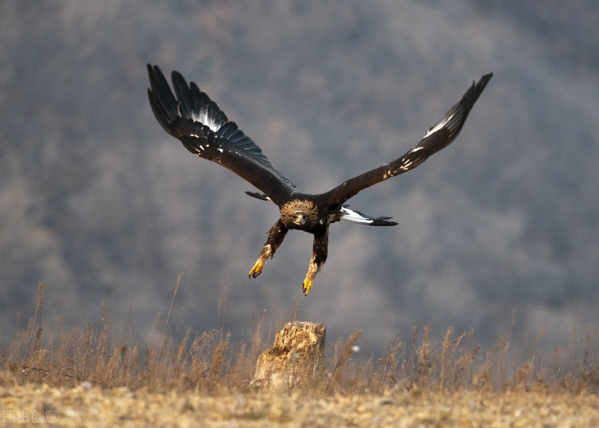 The golden eagle is holding the pig and flying in the sky!Would such a ...