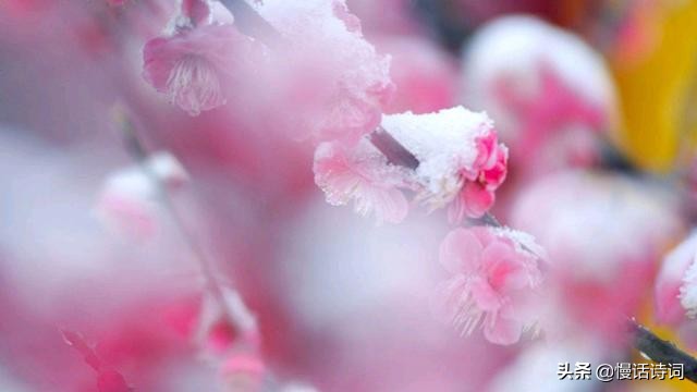 Jiang Kui made his own song "Dark Fragrance" and "Shuying" to Fan ...