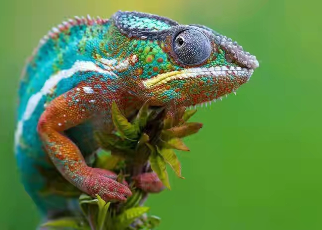 The 30 most beautiful animals in the world - iNEWS