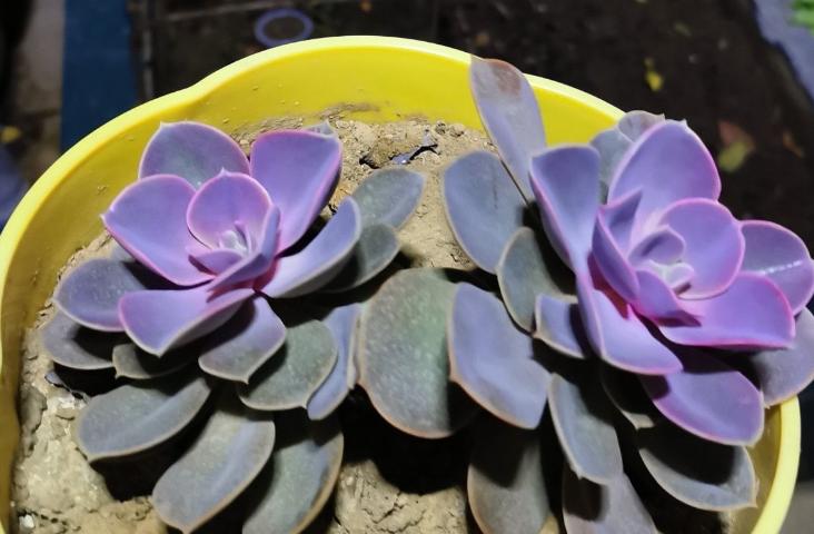 Pay more attention to these 3 points, potted succulent purple pearls ...