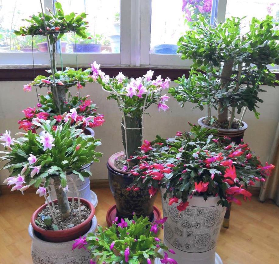 To grow flowers on the enclosed balcony, you need to "select carefully ...