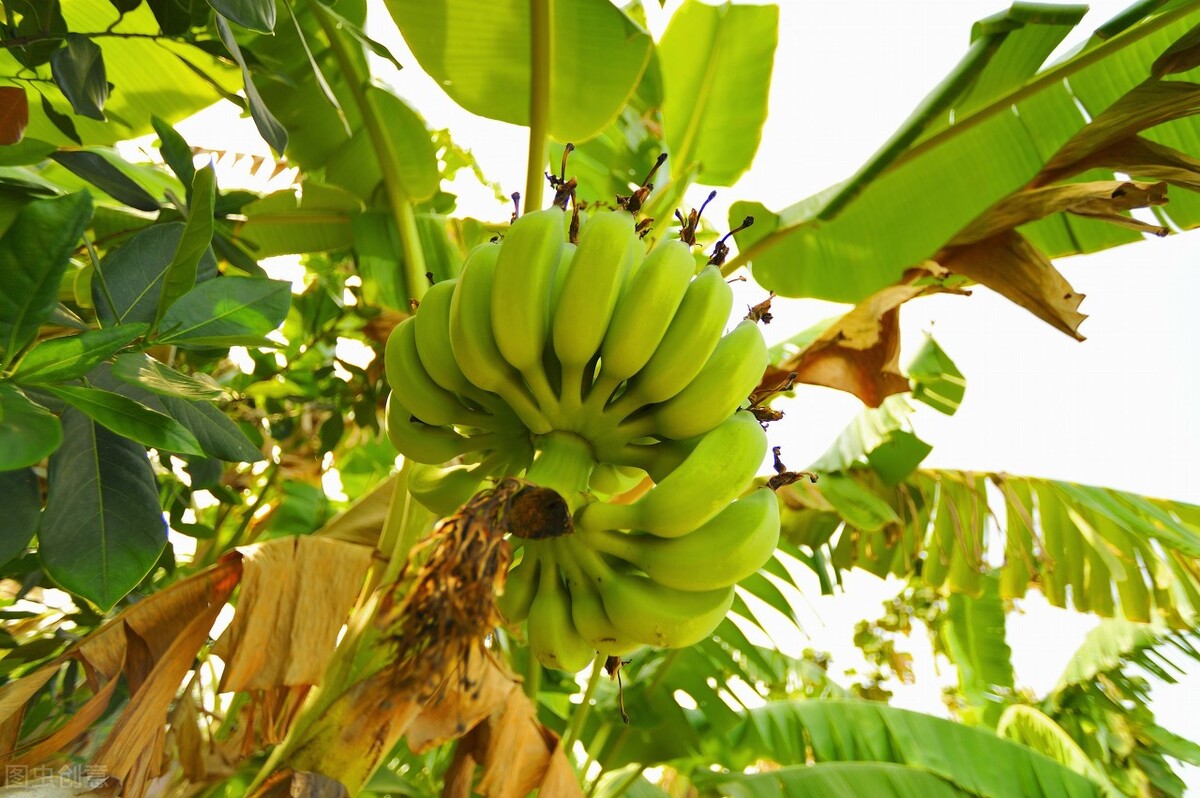 Will bananas become extinct?What caused it? - iNEWS