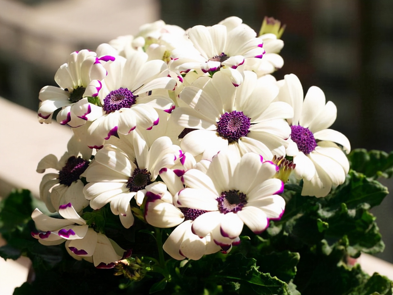 6 kinds of "cold-resistant" flowers, suitable for autumn and winter ...