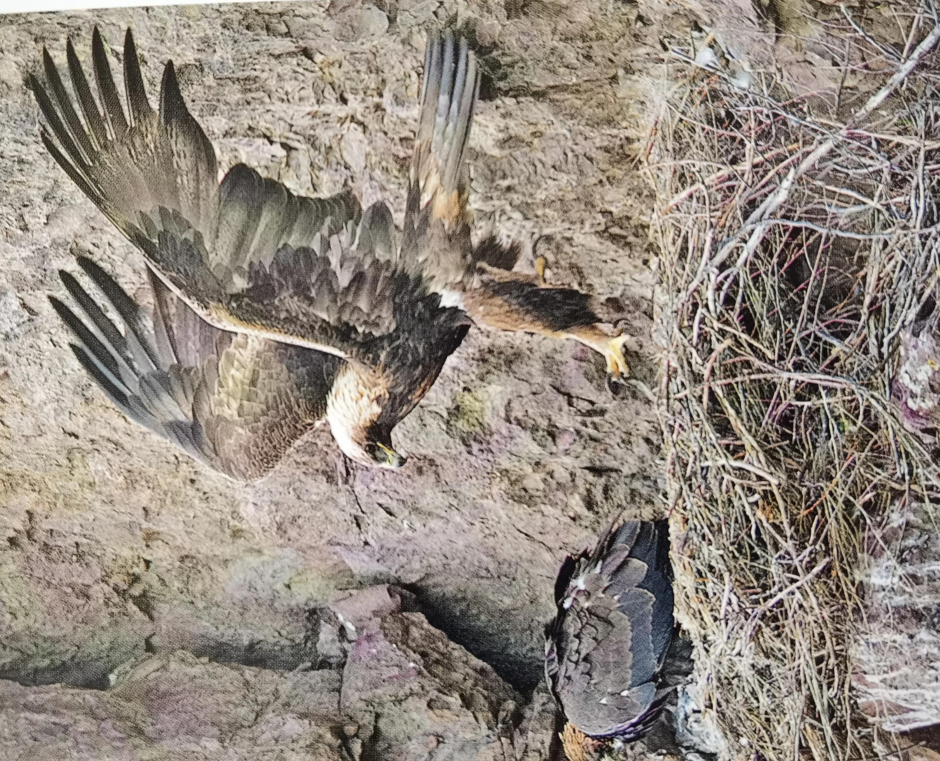 Falconiformes of wild birds in Ulan Qab - iNEWS