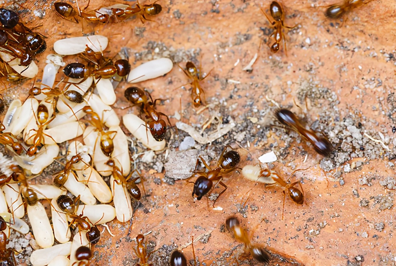 The red fire ants, which are "bad visitors", destroy crops and cause ...